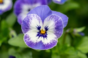 February Birth Flowers | Violets & Primroses