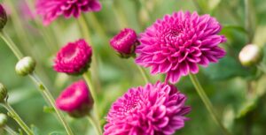 November Birth Flowers | All About Chrysanthemums & Peonies