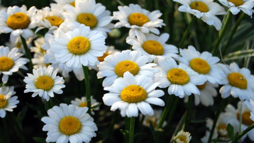 Daises – Their Characteristics, Uses & More