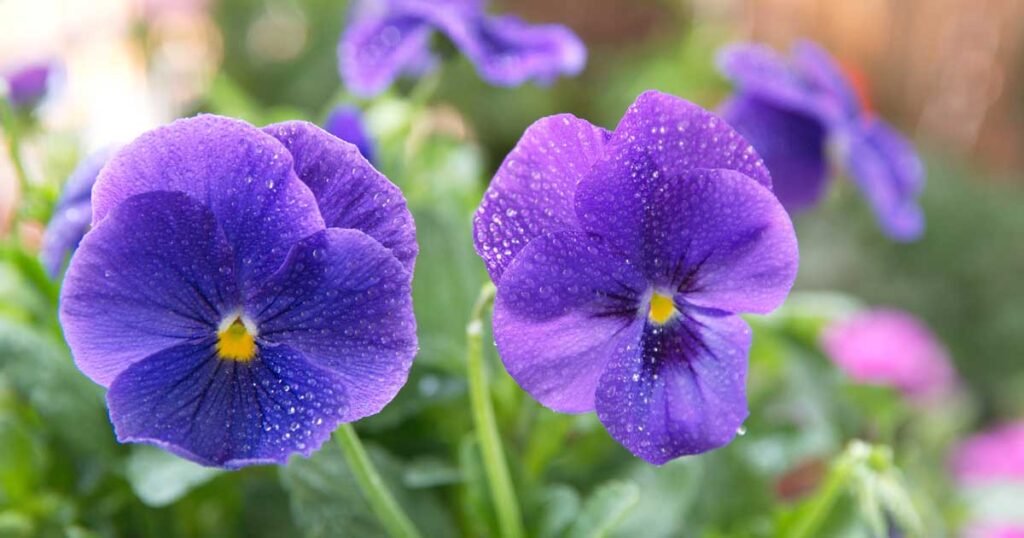 Violets Flower | Violet Benefits & Uses