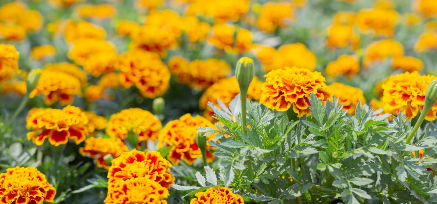 October Birth Flowers | Marigold & Cosmos