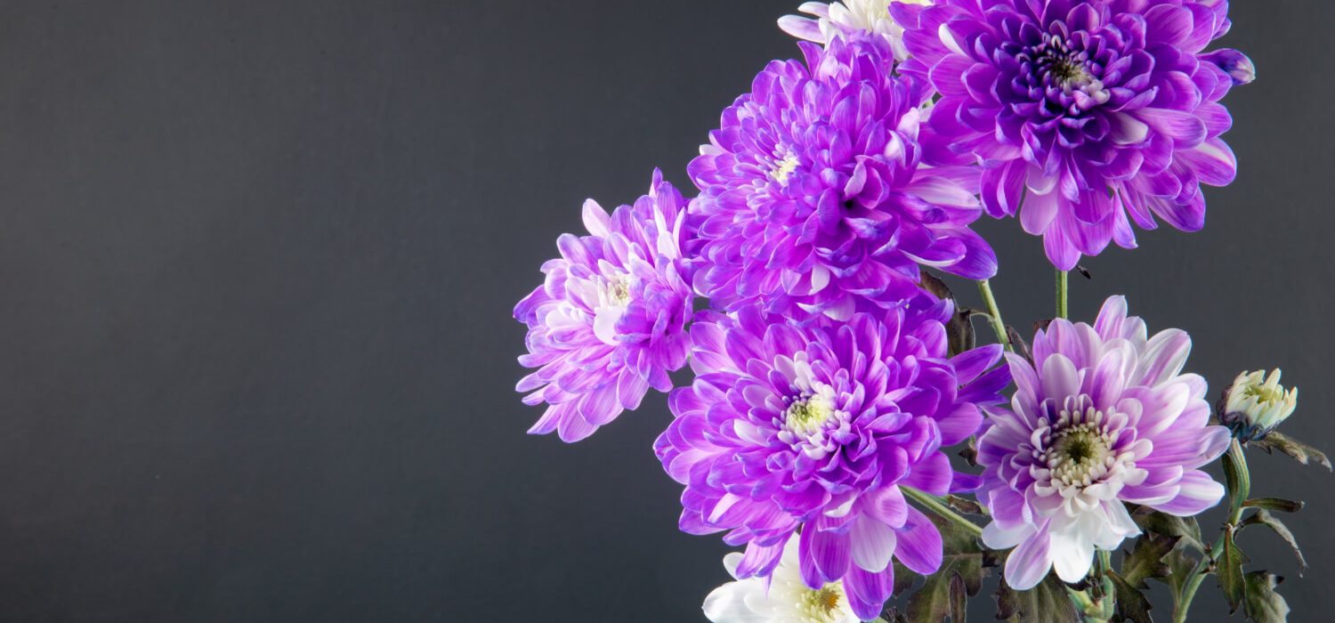 September Birth Flowers | Asters & Morning Glories